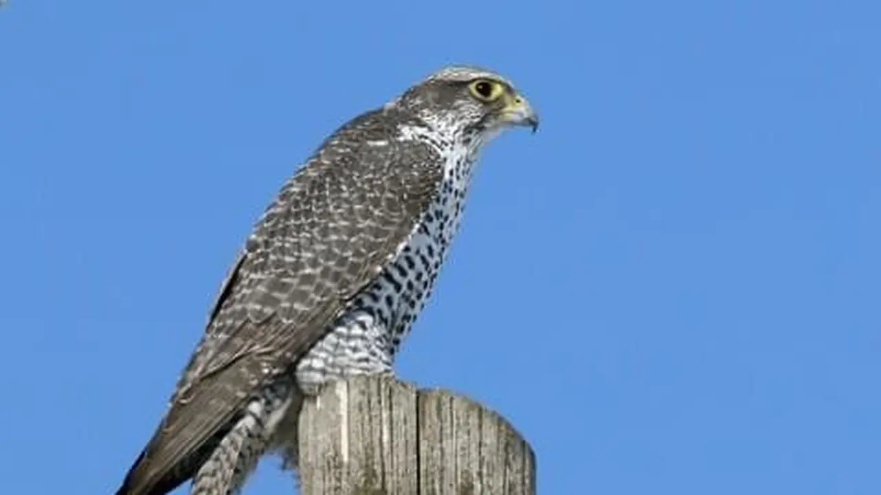 10 Burung Super yang Bisa Terbang dan Angkat Beban Hingga 18 Kg ...