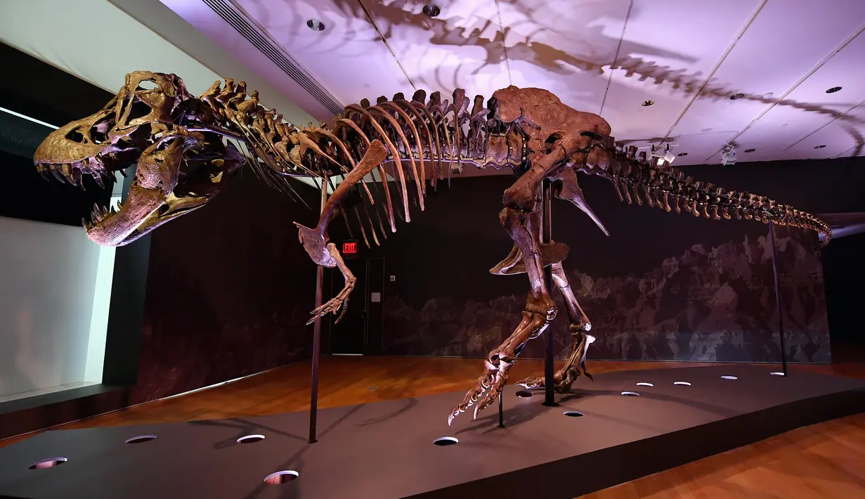 FOTO: Penampakan Kerangka T-Rex Terbesar yang Akan Dilelang - Foto ...