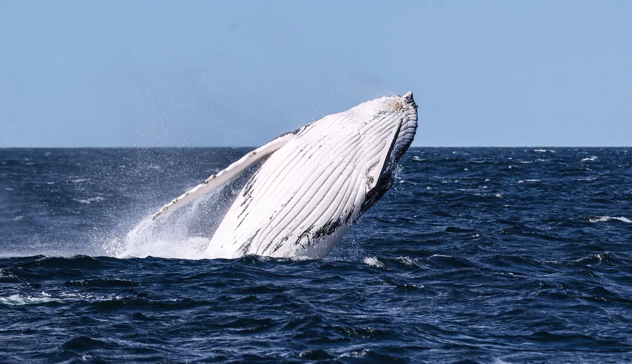 FOTO: Mengamati Paus Bungkuk di Jervis Bay, Australia - Foto Liputan6.com