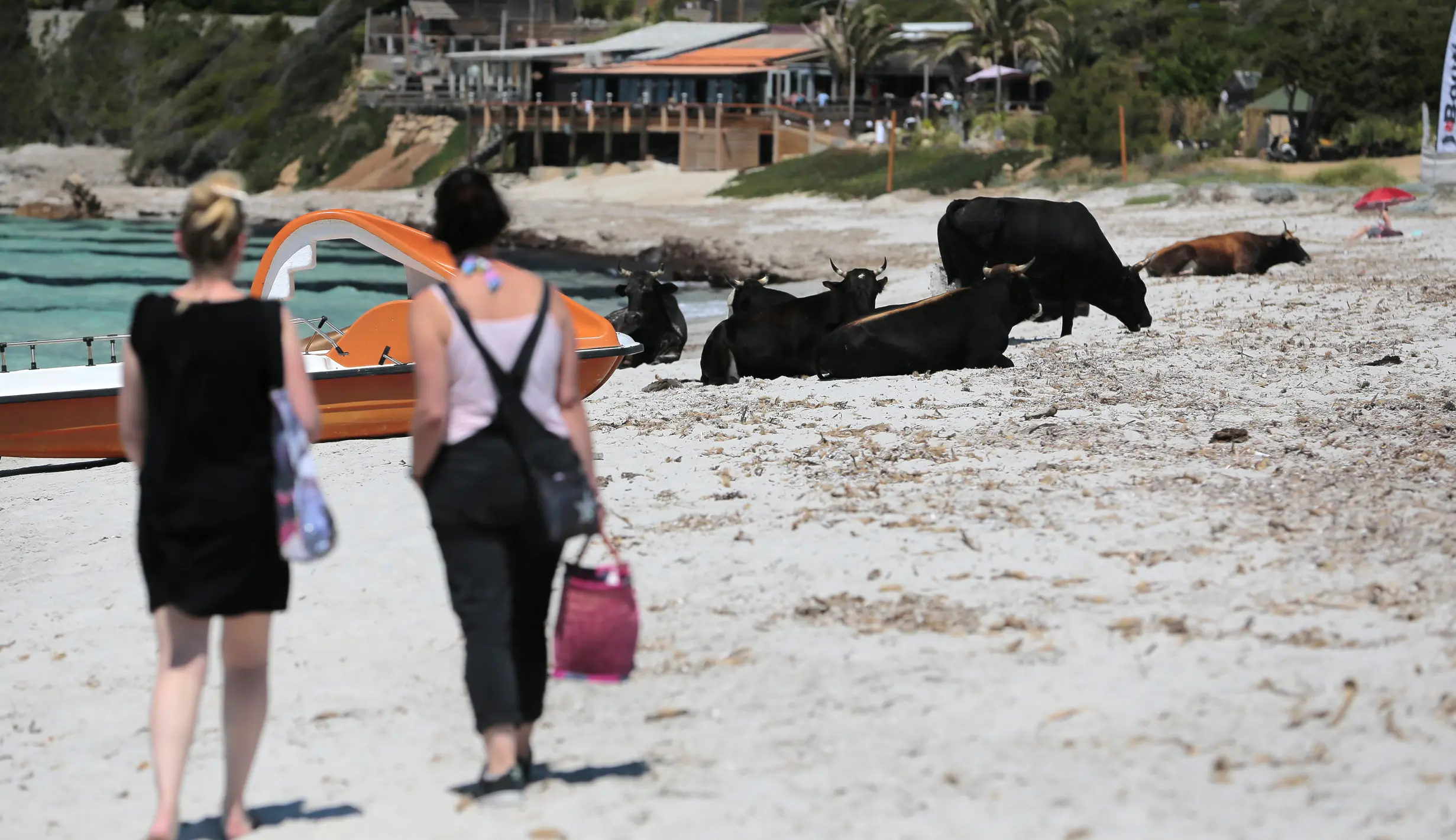 Saat Sapi Berjemur di Pantai - Foto Liputan6.com