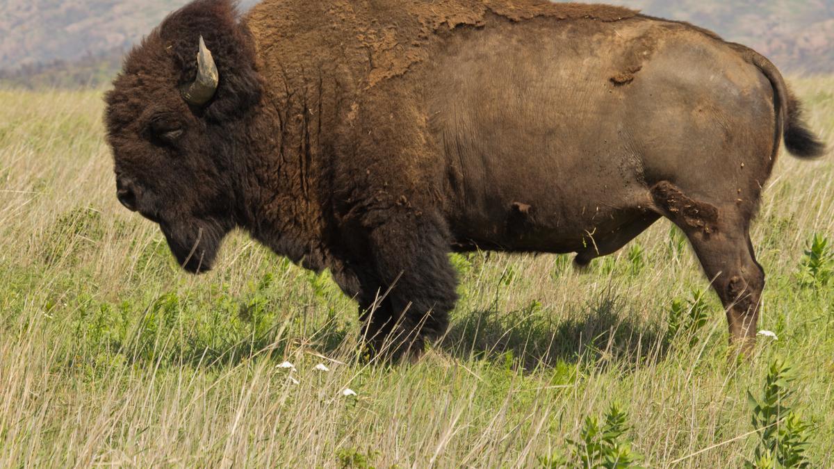 Bison, Resmi Dinyatakan Sebagai Mamalia Nasional AS