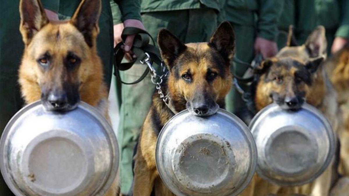 Disiplin Militer, Anjing pun Ikut Antre Jatah Makan - Global Liputan6.com