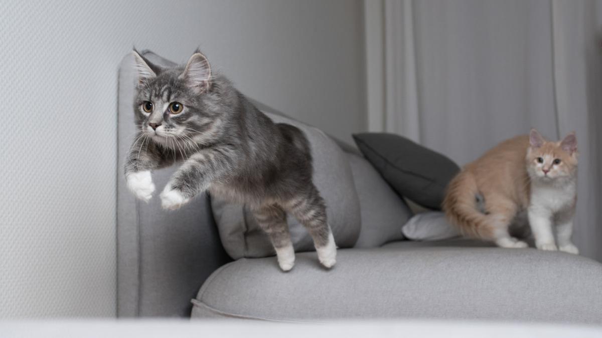 Penyebab Kucing Menjadi Agresif di Malam Hari dan Cara Menanganinya