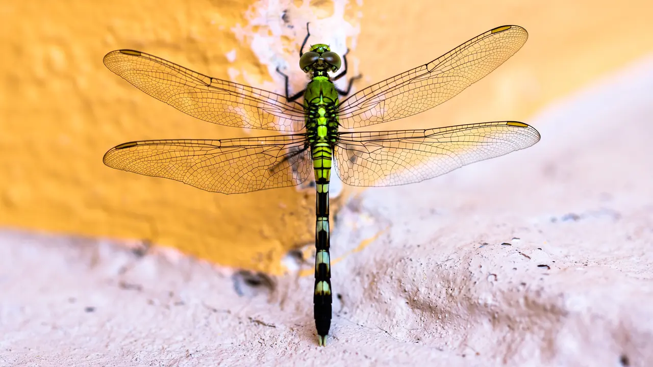 8 Arti Mitos Capung Masuk Rumah, Pertanda Keberuntungan dan Rezeki ...