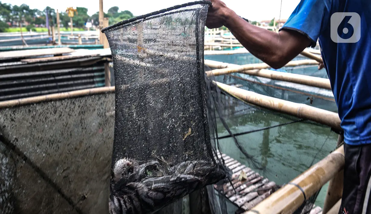 FOTO: Melawan Covid-19 dengan Budi Daya Lele di Situ Rawa Badung - Foto ...