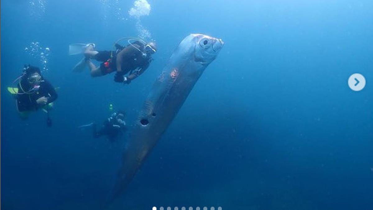 Penyebab Oarfish Naik ke Permukaan yang Sering Disebut Pertanda Bencana ...