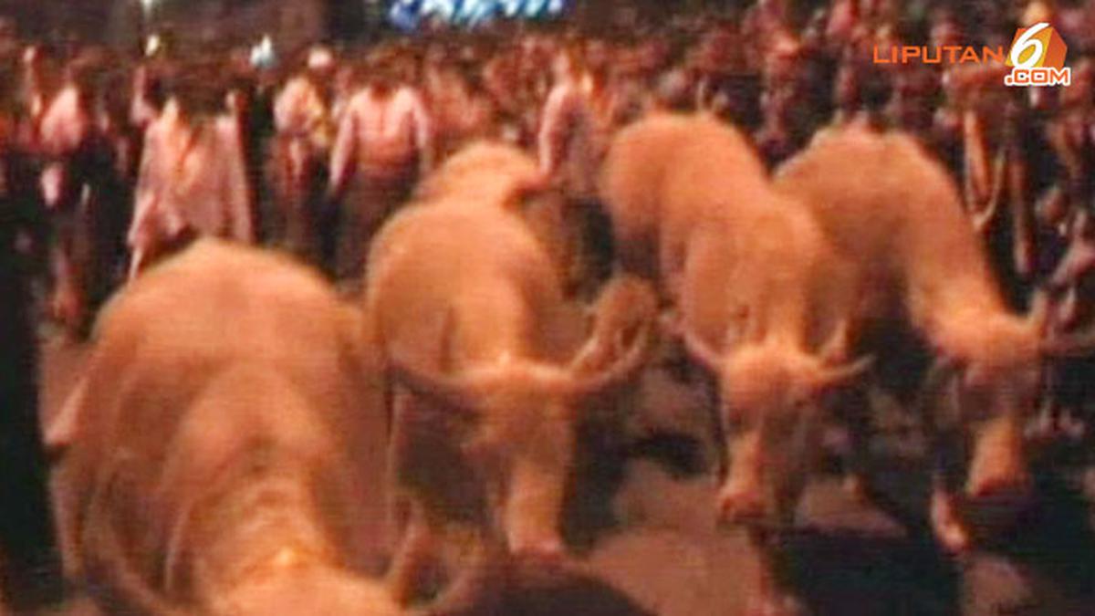 [VIDEO] Kirab 1 Suro Keraton Surakarta Hanya Bawa Kerbau Bule - News ...