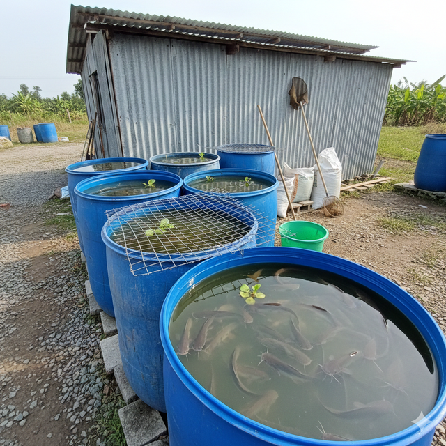 6 Jenis Ikan yang Cocok Dibudidayakan di Drum Bekas, Cocok untuk Pemula