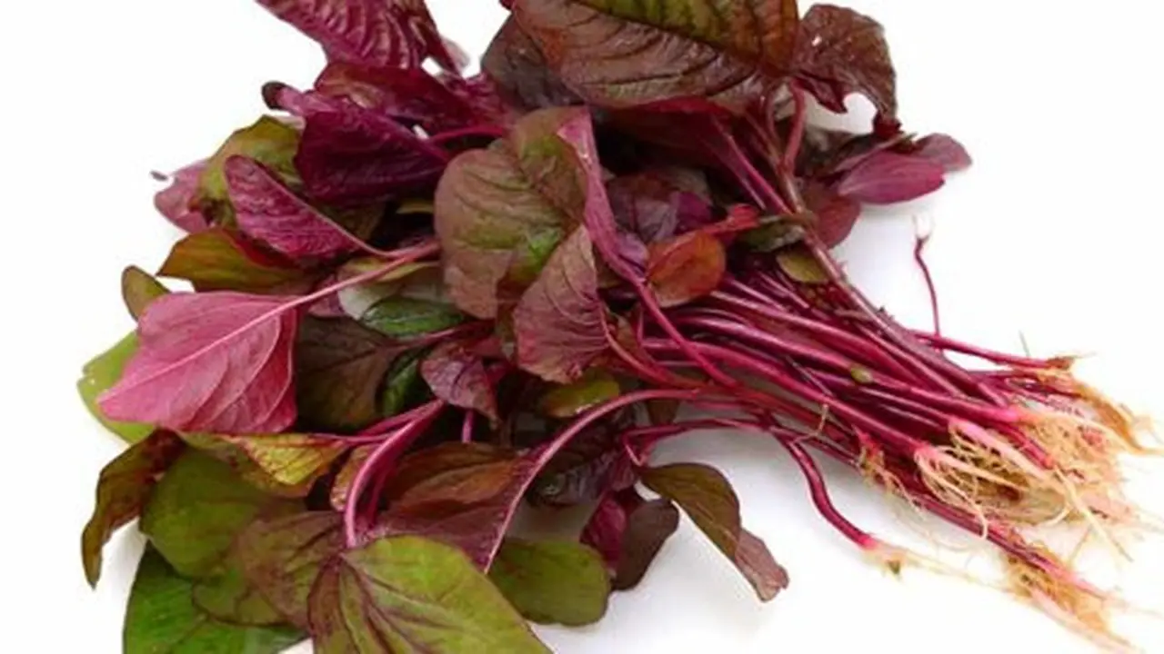 Manfaat Bayam Merah yang Jarang Diketahui, Baik untuk Kesehatan Tubuh ...