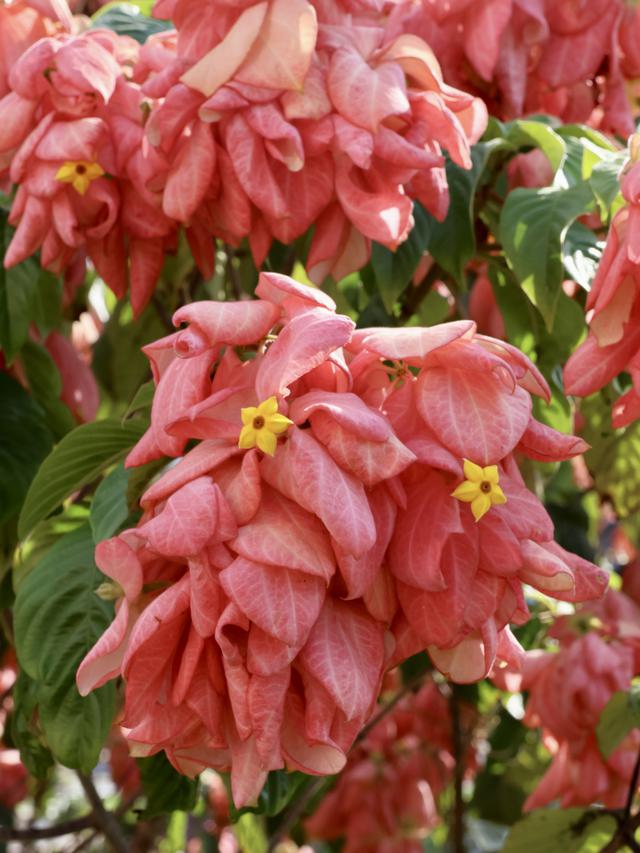 8 Jenis Pohon Kecil Berbunga untuk Teras Rumah yang Cantik dan Mudah ...