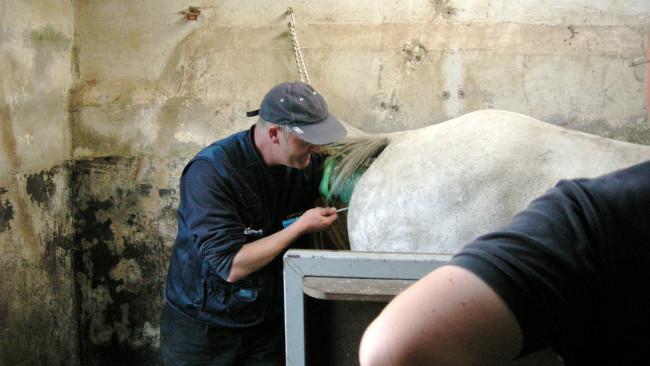 Eksperimen Kawin Silang Manusia-Kera di Masa Lalu Terungkap - Global ...