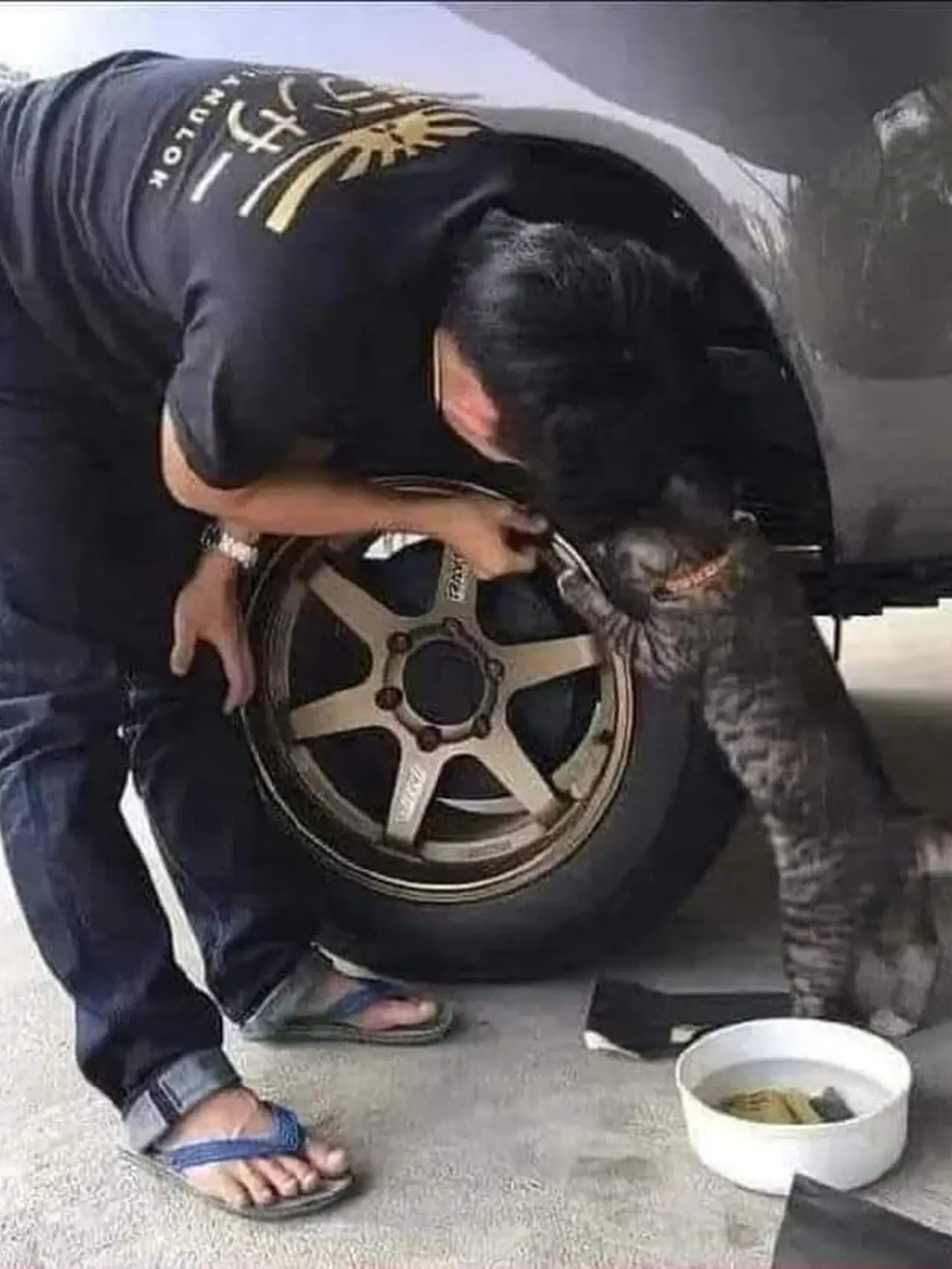 Dibesarkan di Bengkel, Ini 7 Potret Kocak Kucing Saat Bertingkah Jadi ...