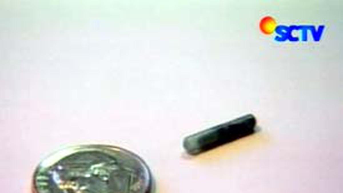 Fungsi Cip Dalam Tubuh Manusia - Global Liputan6.com