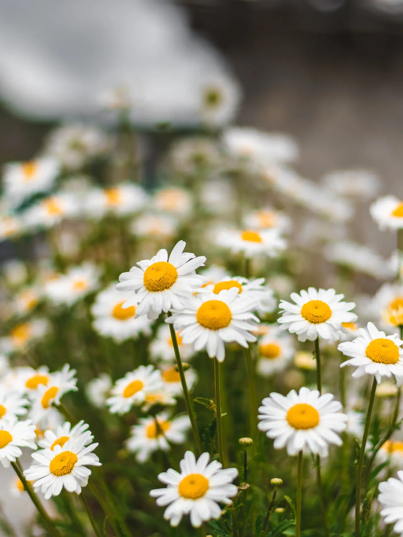 Bunga Kelahiran Bulan September Aster yang Bermakna Royalti, Sudah Tahu ...