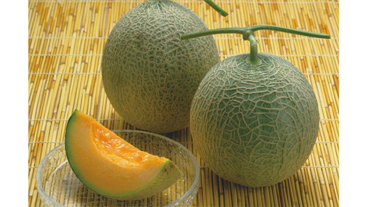 Sepasang Melon Seharga Satu Rumah