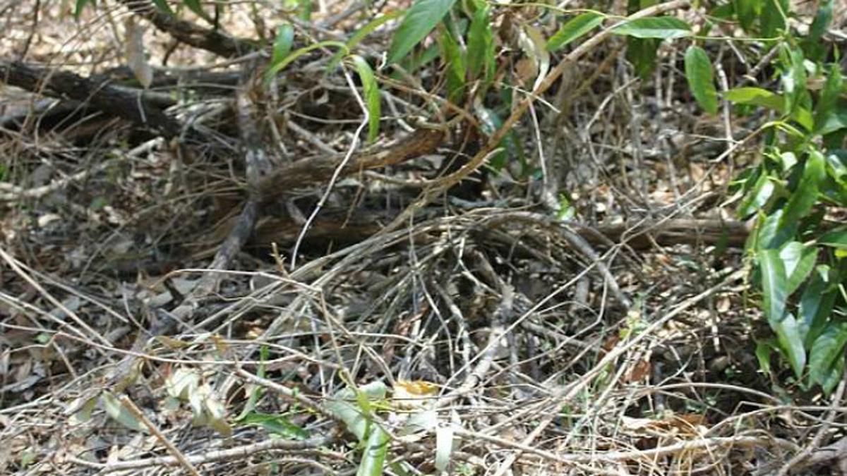 Dapatkah Anda Menemukan Ular Mematikan di Semak-Semak Ini?