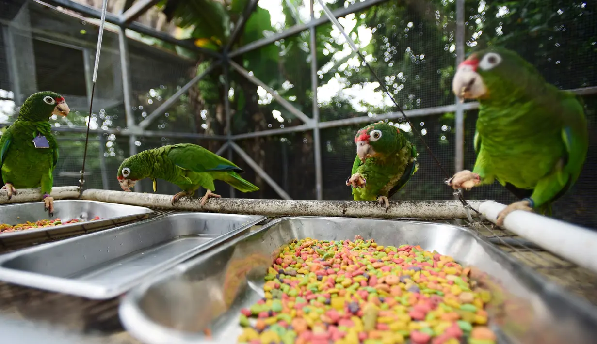 FOTO: Diterjang Badai Maria, Populasi Beo Puerto Rico Terancam Punah ...
