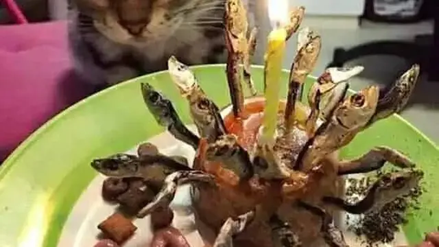 8 Potret Lucu Kucing saat Rayakan Ulang Tahun Ini Penampilannya Bikin ...