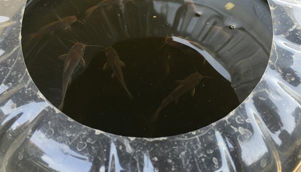 Arti Logo Bawaslu RI dan Maskot Wasra Wisri Terbaru, Wajib Tahu