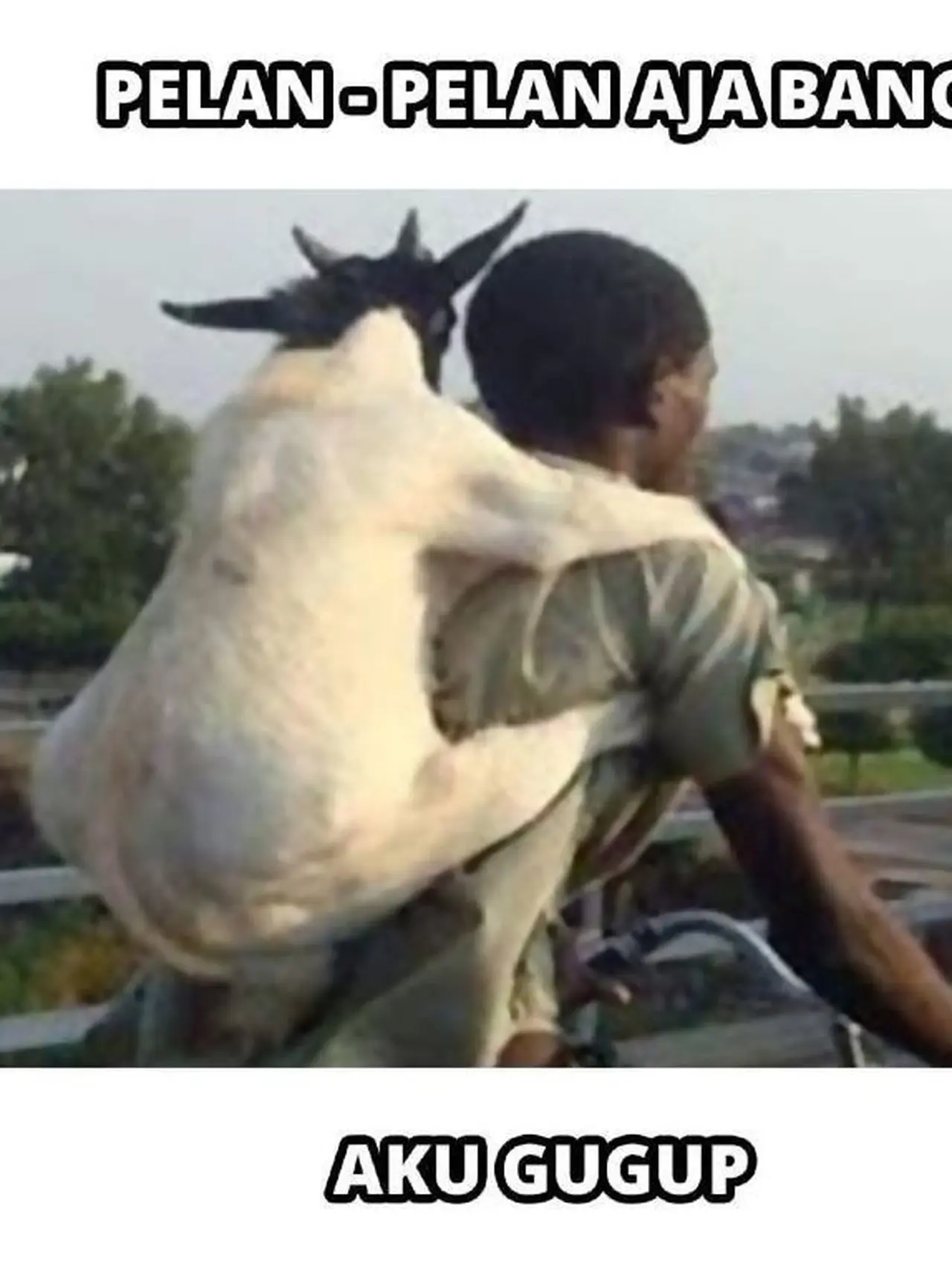 12 Meme Kurban Idul Adha Lucu, Menyamar Untuk Menghindari Nasib - Hot ...