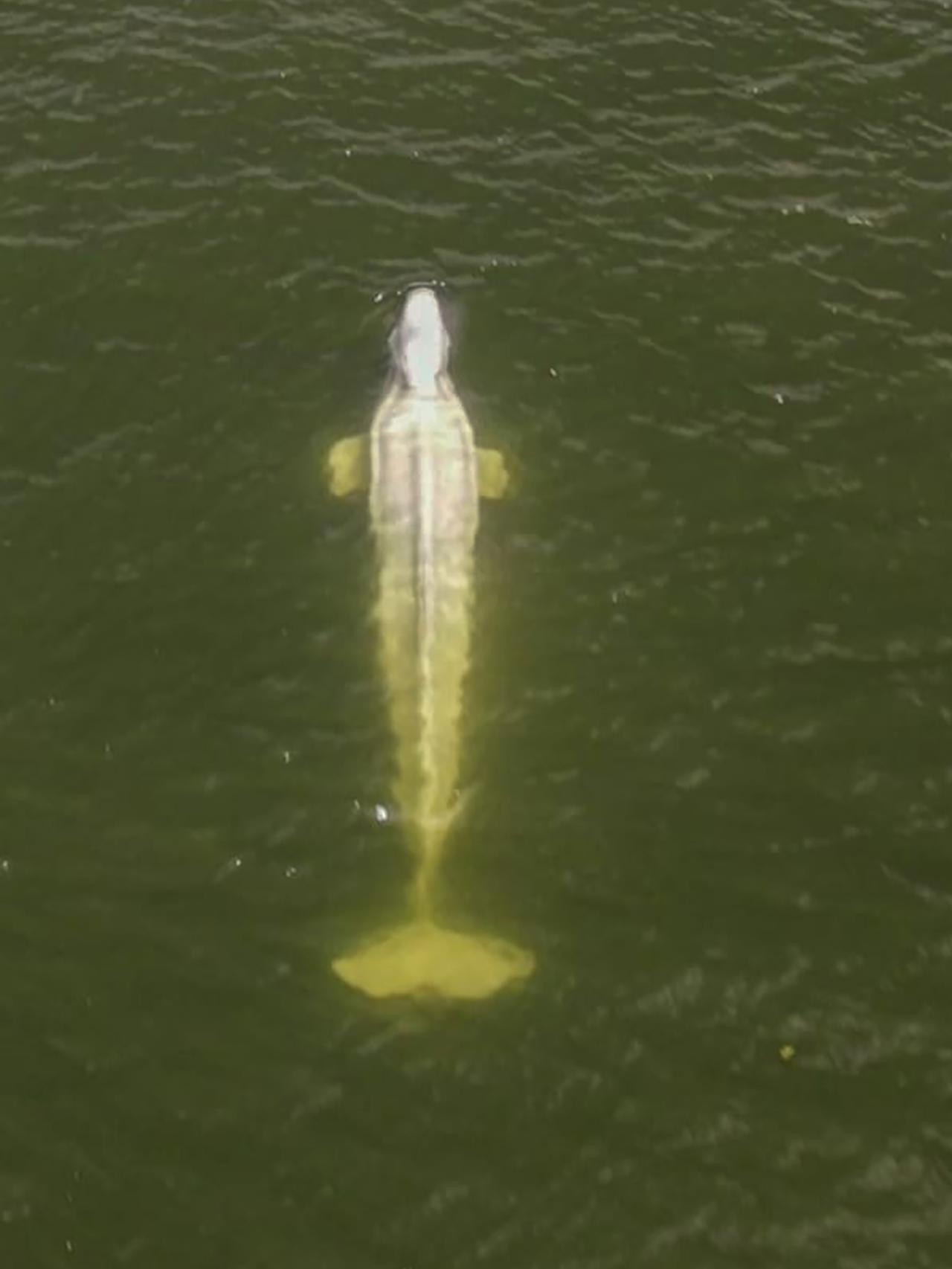 10 Fakta Menarik Paus Beluga, Sang Kenari Laut Arktik yang Memukau