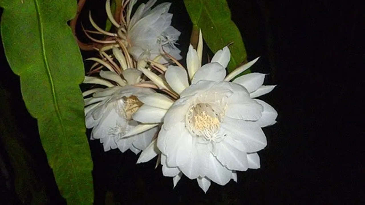 Fantastis, Ini 11 Bunga Termahal di Dunia Tahun 2025 yang Harganya ...