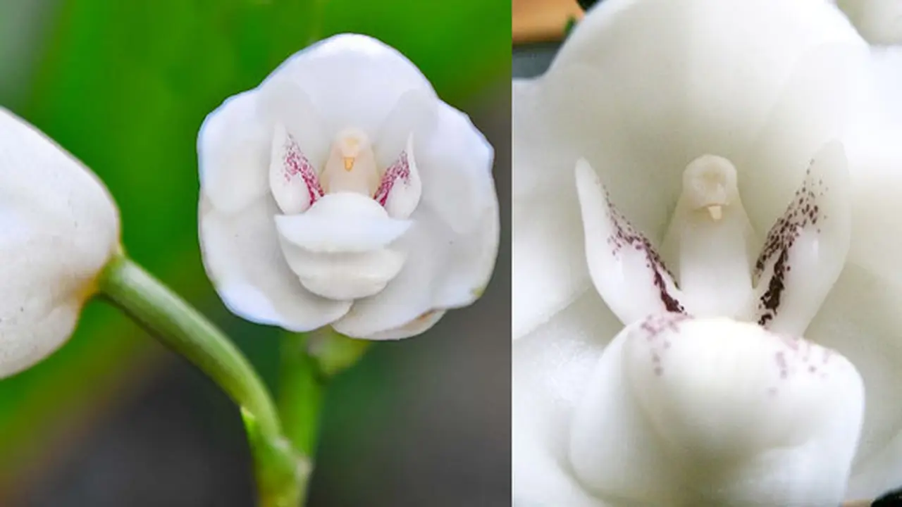 10 Bunga Cantik Berbentuk Unik dan Aneh - Lifestyle Fimela.com