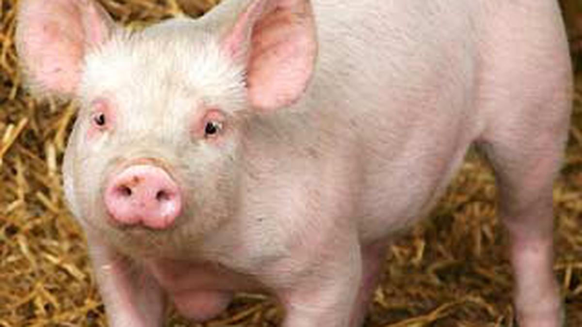 Tubuh Babi dan Organ Manusia - Tekno Liputan6.com