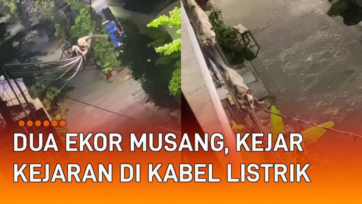 VIDEO: Kejar-Kejaran di Kabel Listrik, Dua Ekor Musang Bikin Bingung ...