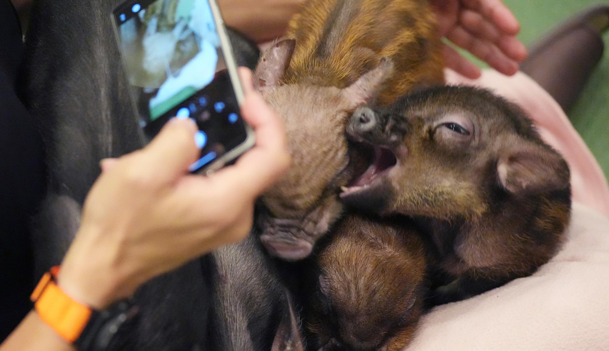 Sensasi Nongkrong Bareng Babi-Babi Mini di Mipig Cafe Tokyo