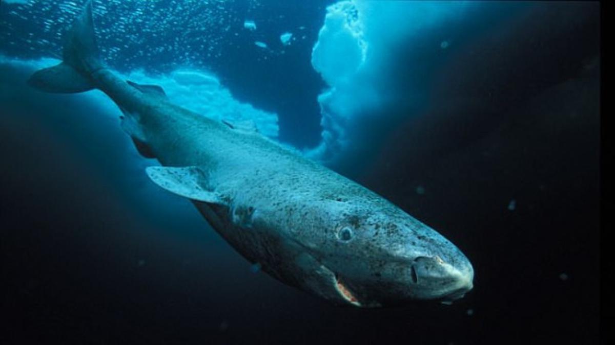 Hiu Berusia 400 Tahun Simpan Rahasia Umur Panjang Manusia - Citizen6 ...