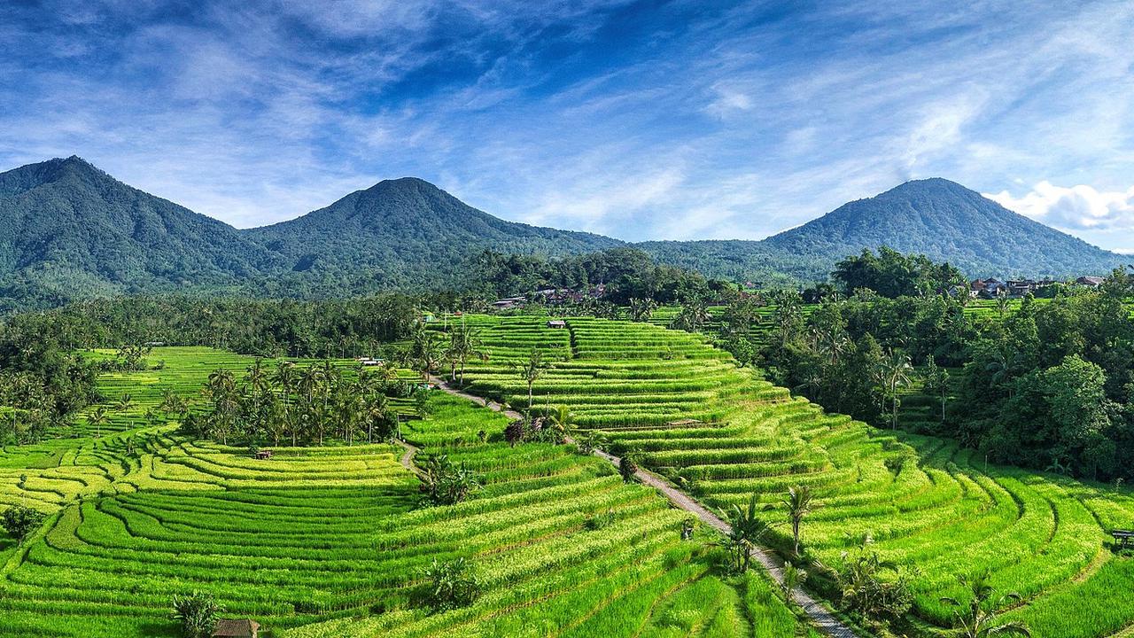 Lika-liku Subak Bali, Sistem Irigasi Tradisional yang Jadi Warisan ...