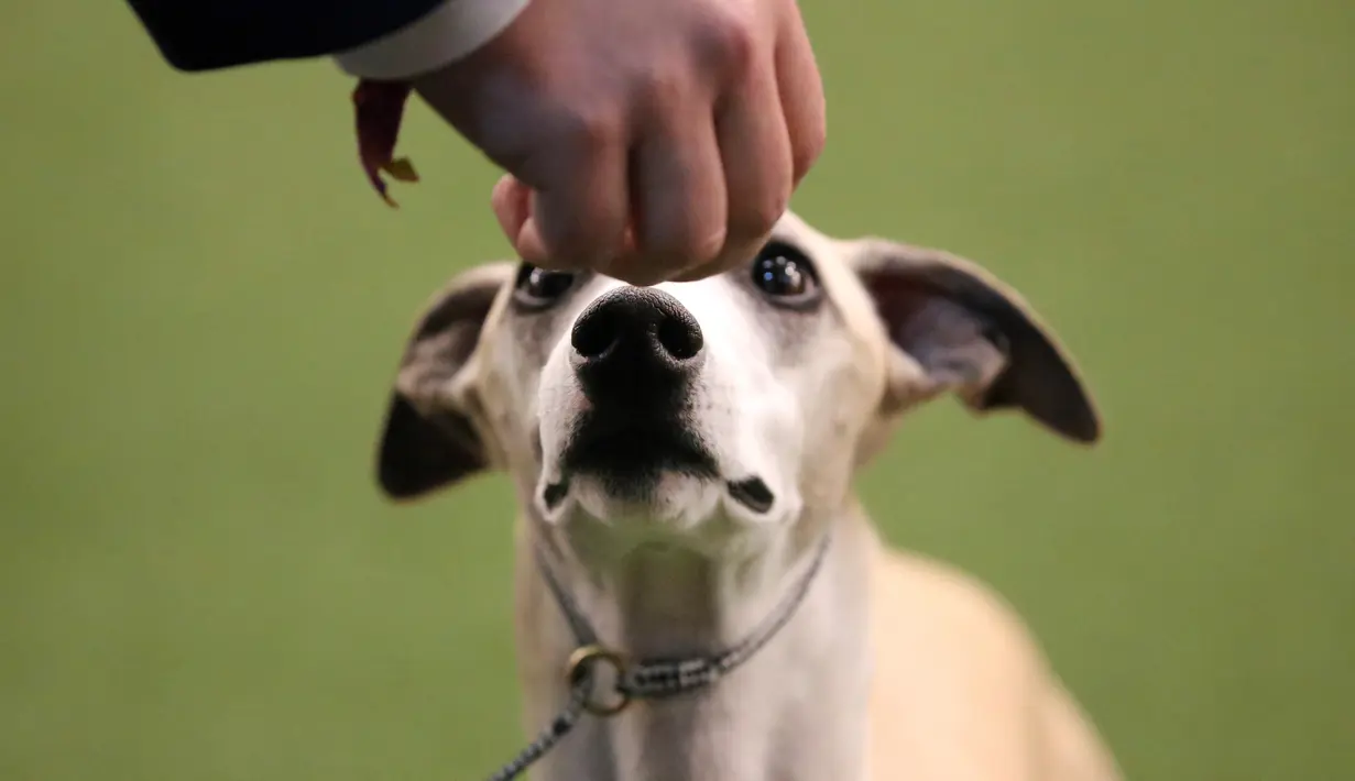 FOTO: Gemas, Saat Anjing-anjing Ras Ikut Kompetisi Westminster Kennel ...