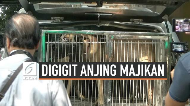 Berita Digigit Anjing Hari Ini - Kabar Terbaru Terkini | Liputan6.com