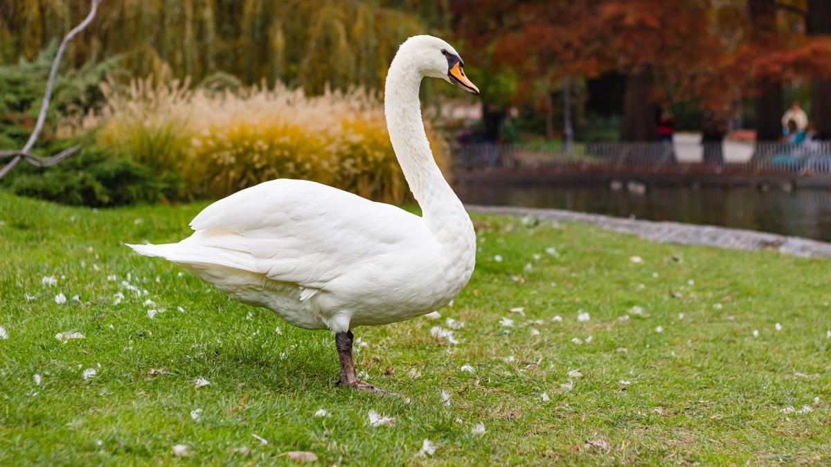 7 Arti Mimpi Dikejar Angsa, Pertanda Mendapatkan Sebuah Tantangan