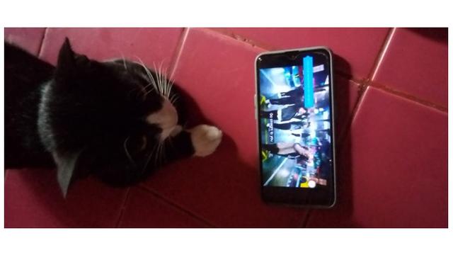 Bertingkah Seperti Manusia, 6 Potret Kucing saat Main HP Ini Bikin ...