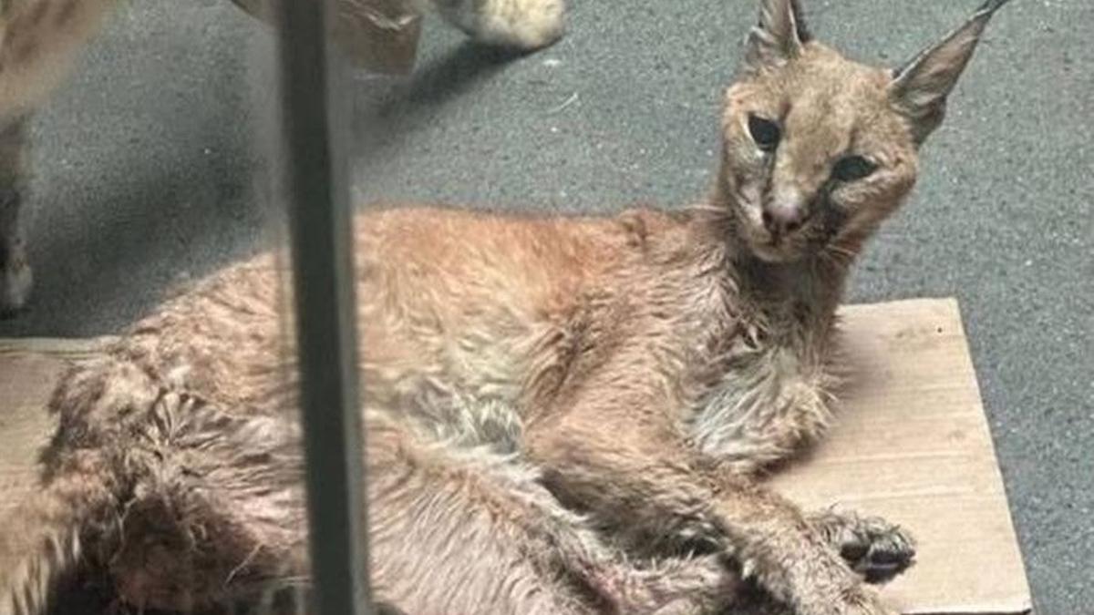 Mengenal Kucing Caracal, Hewan Eksotis yang Diduga Ditelantarkan Okin ...