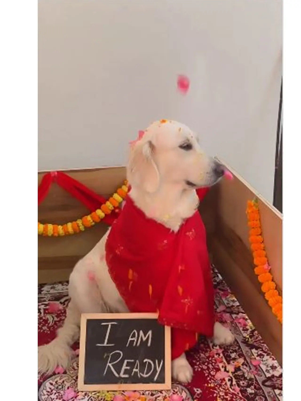 Wanita Beri Kejutan Baby Shower untuk Anjing Peliharaan, Ini 6 Potret ...