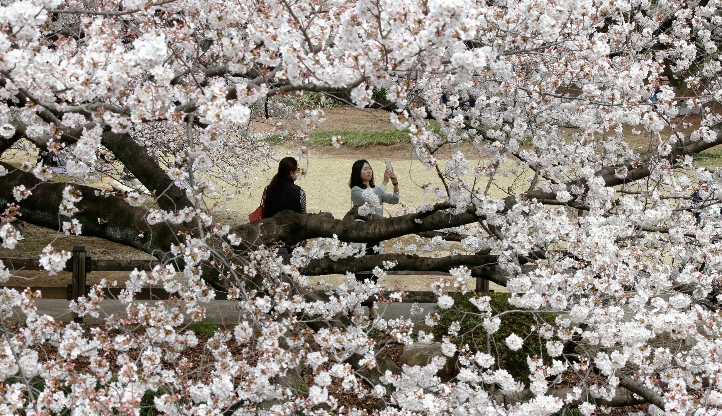 FOTO: Asyiknya Swafoto dengan Bunga Sakura yang Bermekaran - Foto Liputan6.com