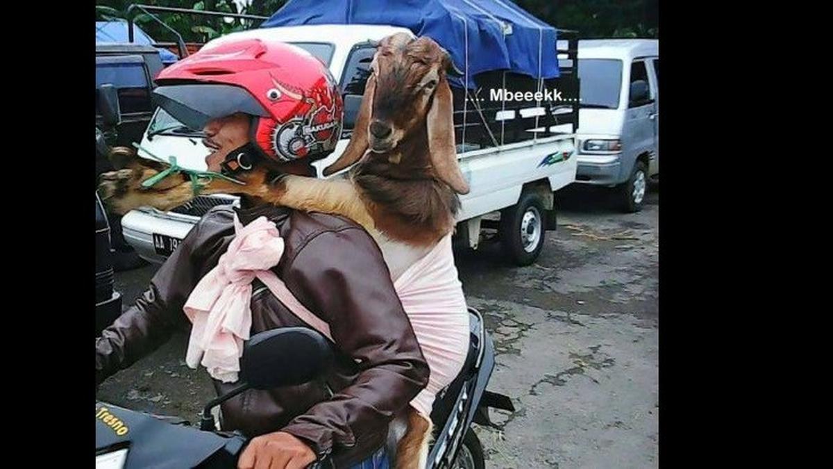 Meme Otomotif Pekan Ini: Bonceng Kambing - Otomotif Liputan6.com