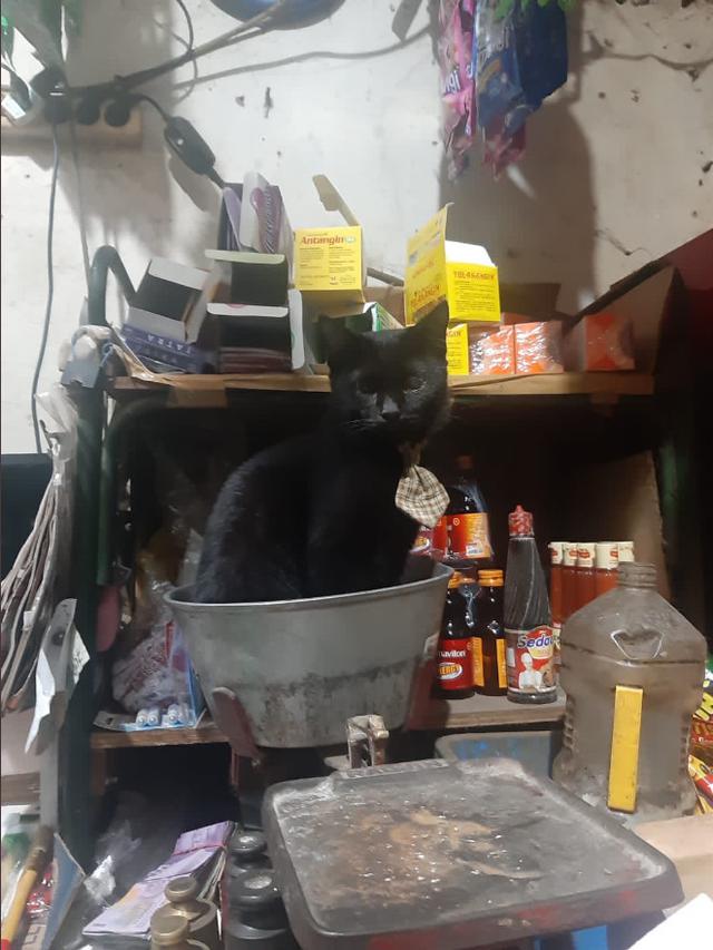 6 Potret Kucing Jadi 'Karyawan' Ini Menggemaskan, Ekspresinya Lucu ...