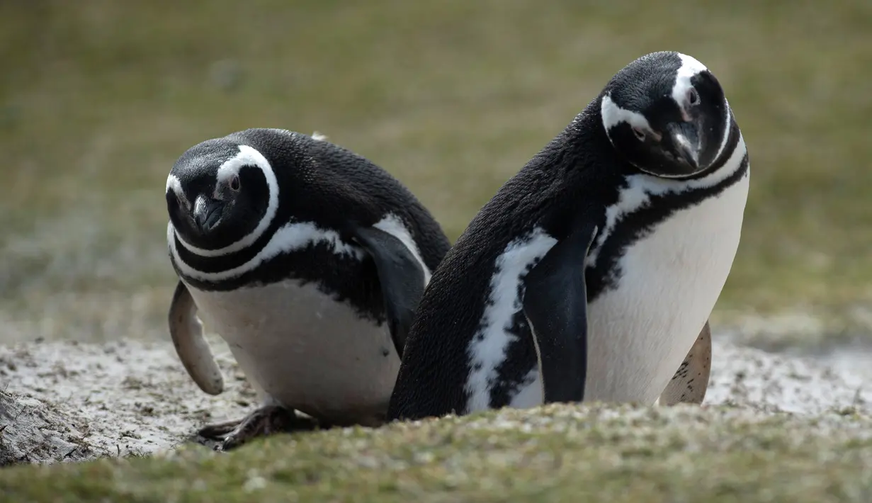 FOTO: Melihat Ragam Jenis Penguin di Kepulauan Falkland - Foto Liputan6.com