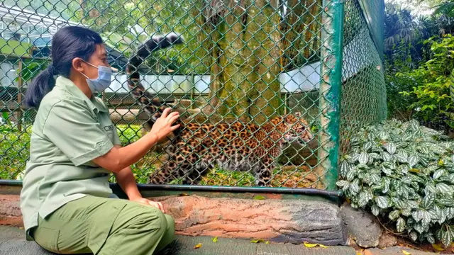 Kelahiran Bayi Satwa Endemik di Taman Safari Indonesia Bogor, Mulai dari Simpanse, sampai Macan ...
