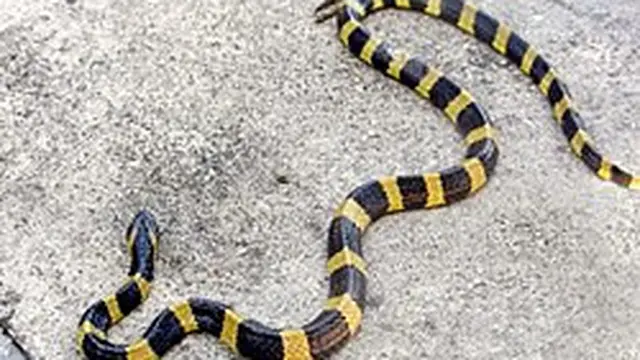 Kenali dan Waspada, Ini 5 Potret Ular Berbisa yang Hidup di Indonesia ...