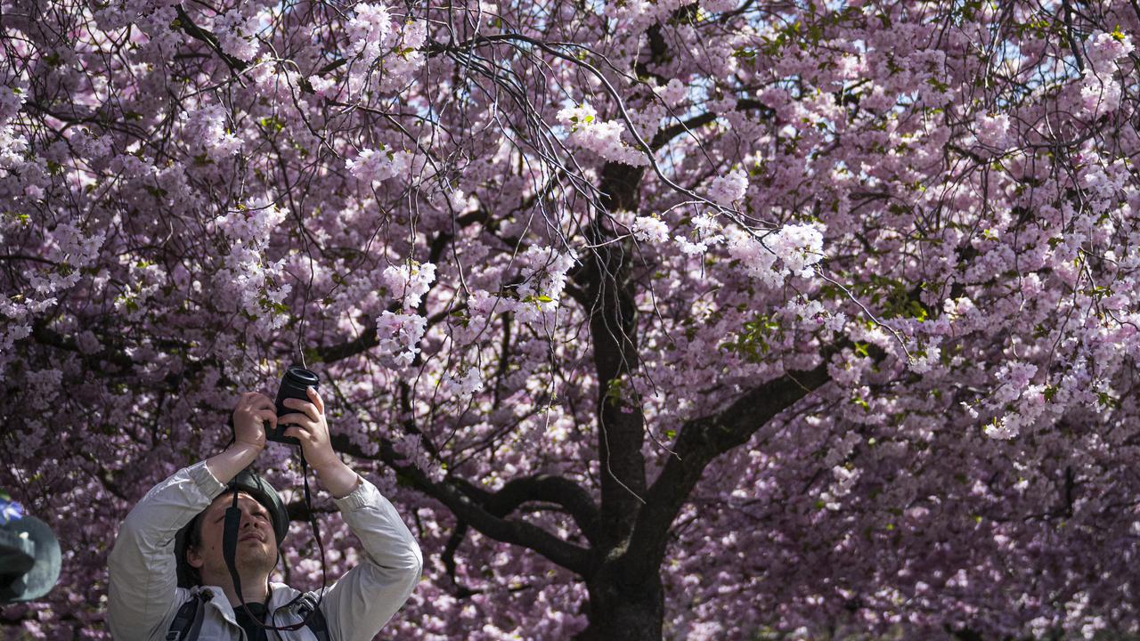 Jepang Rilis Prediksi Bunga Sakura Mekar pada 2026, Catat Waktu Liburan ...