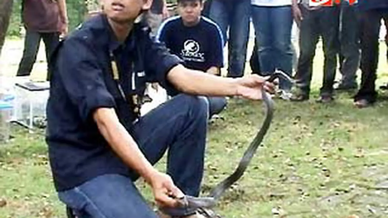 Simulasi Penanganan Bahaya Ular - News Liputan6.com