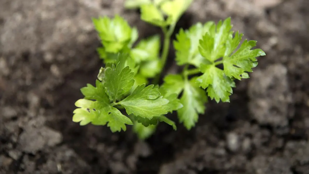 Cara Menanam Seledri dalam Pot Agar Tumbuh Subur, Mudah Dipraktikkan ...
