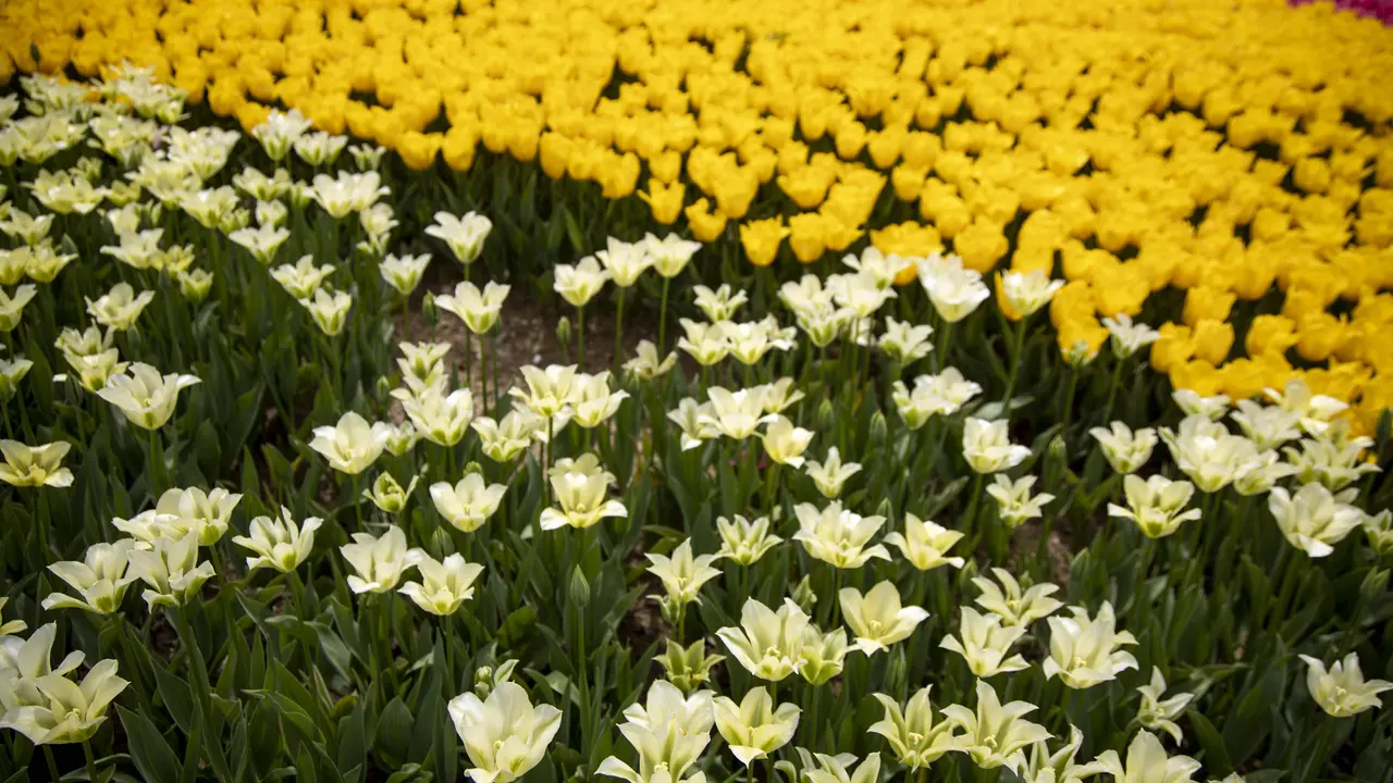 Sensasi Menikmati Indahnya Panorama Bunga Tulip di Turki saat Musim ...