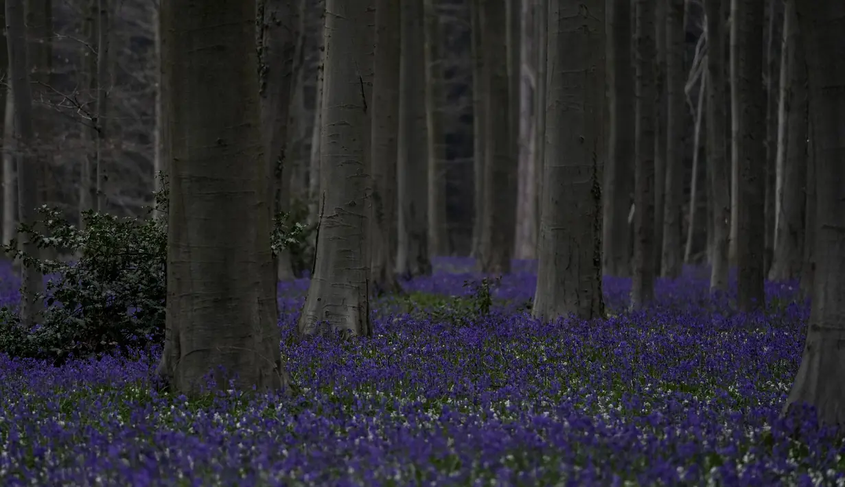 Musim Semi Selimuti Hutan di Belgia dengan Bunga-bunga Biru - Foto ...