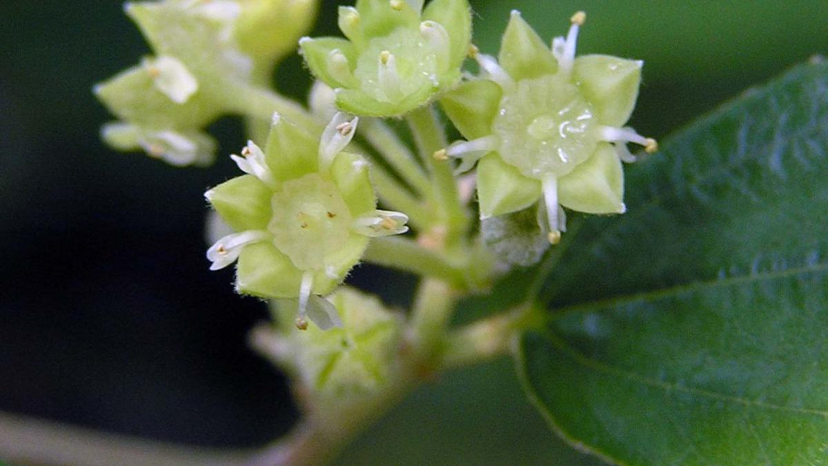 Bunga Bidara dan Sejuta Manfaatnya, Baik untuk Lingkungan dan Dikonsumsi